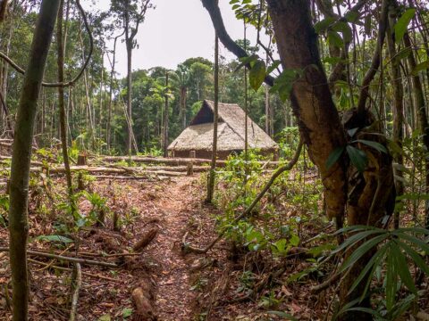 Full Jungle Experience Four days | Amazon Experience Jungle Tours Leticia