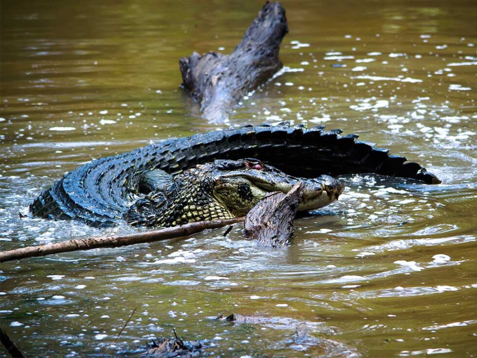 Amazon Experience Jungle Tours | Amazon Experience Jungle Tours Leticia