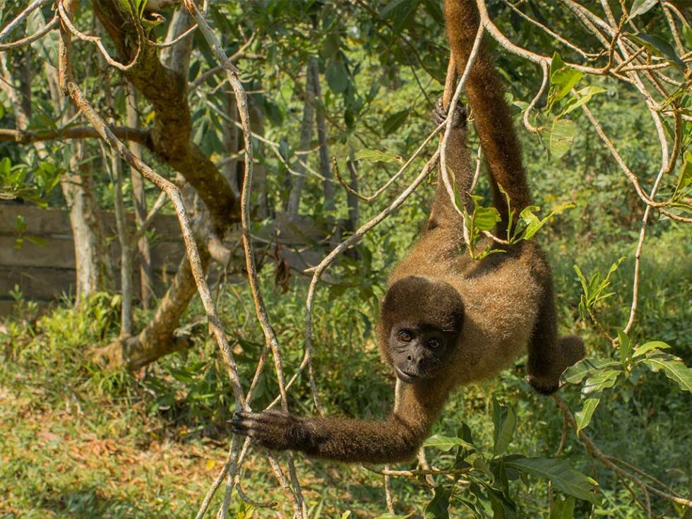 Amazon Experience Jungle Tours | Amazon Experience Jungle Tours Leticia