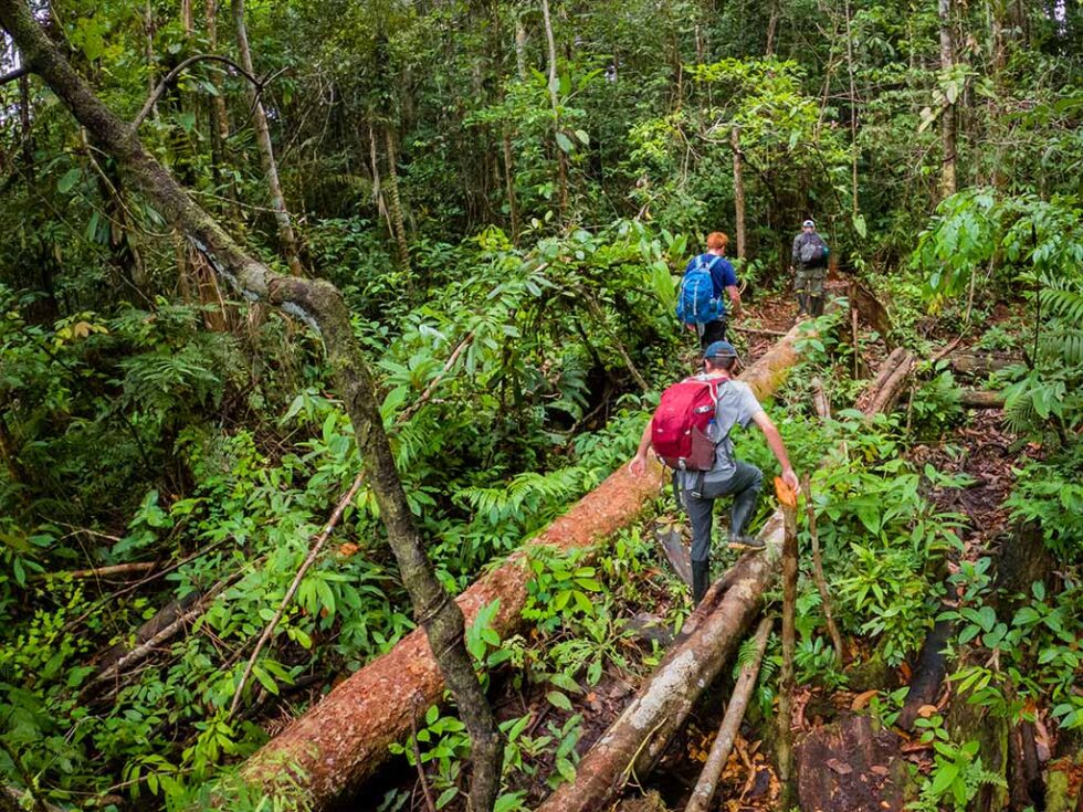 Amazon Experience Jungle Tours | Amazon Experience Jungle Tours Leticia